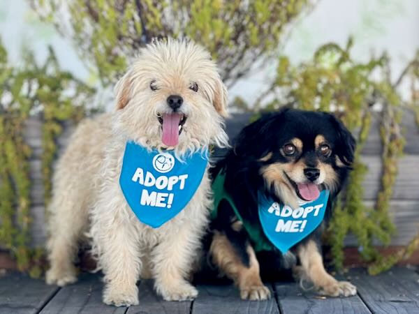 POMDR Adoptable Dogs