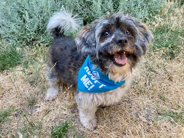 POMDR Adoptable Dogs