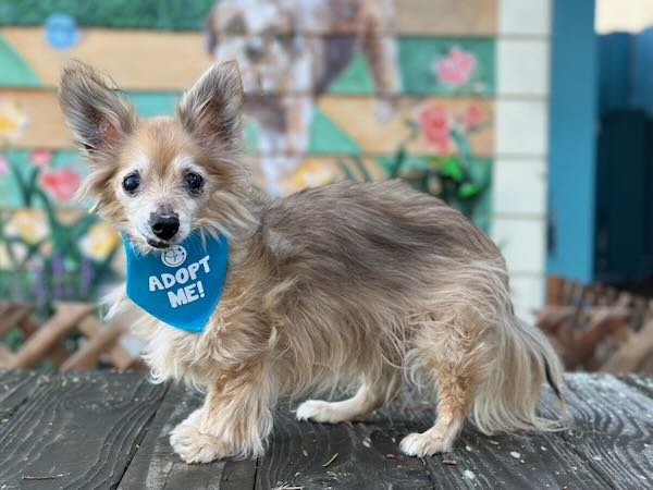 POMDR Adoptable Dogs