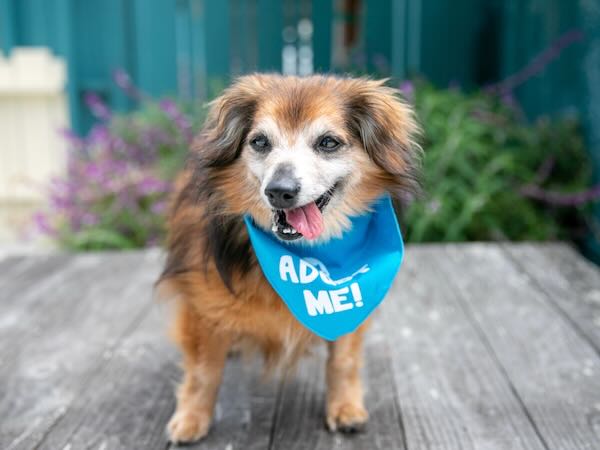 POMDR Adoptable Dogs