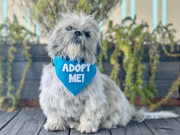 POMDR Adoptable Dogs