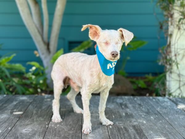 POMDR Adoptable Dogs