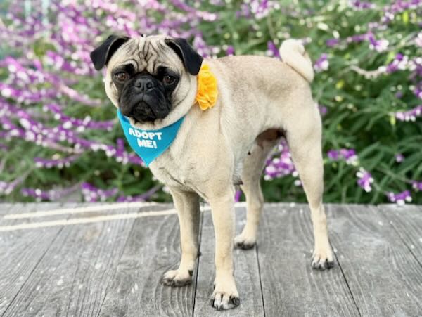 POMDR Adoptable Dogs