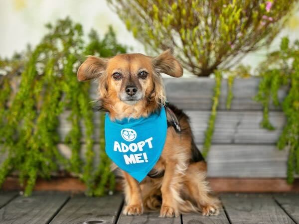 POMDR Adoptable Dogs