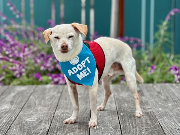 POMDR Adoptable Dogs