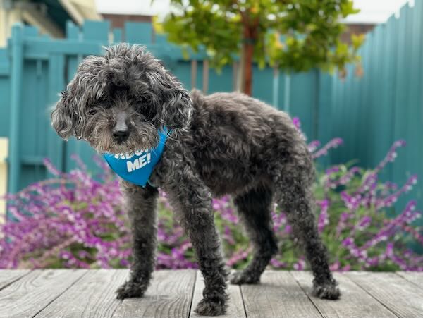 POMDR Adoptable Dogs