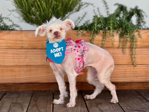 POMDR Adoptable Dogs