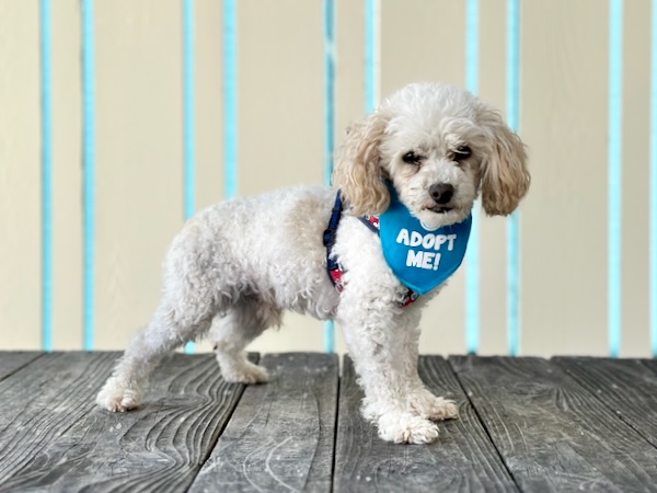 POMDR Adoptable Dogs