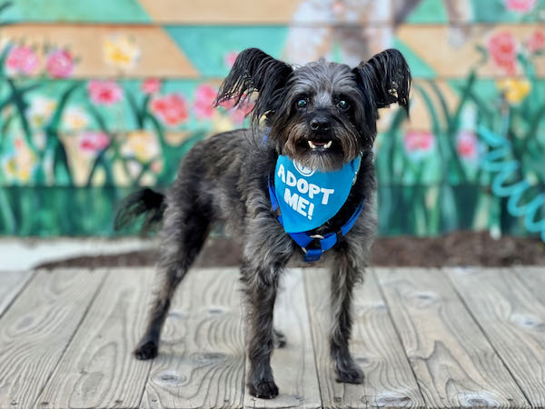 POMDR Adoptable Dogs