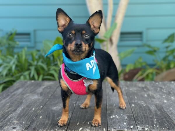 POMDR Adoptable Dogs