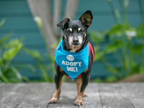 POMDR Adoptable Dogs