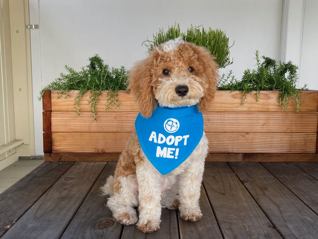 POMDR Adoptable Dogs