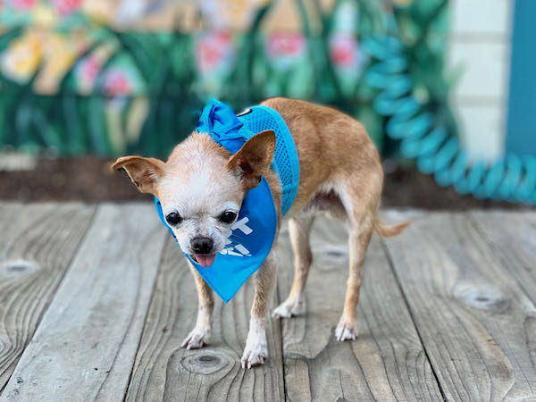 POMDR Adoptable Dogs