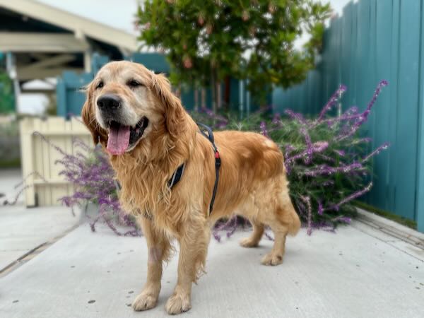 POMDR: Longfellow Deeds