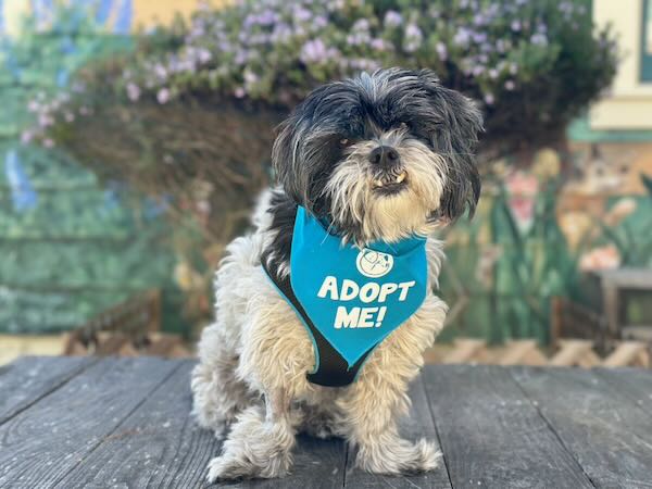 POMDR Adoptable Dogs