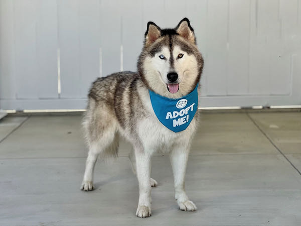 POMDR Adoptable Dogs