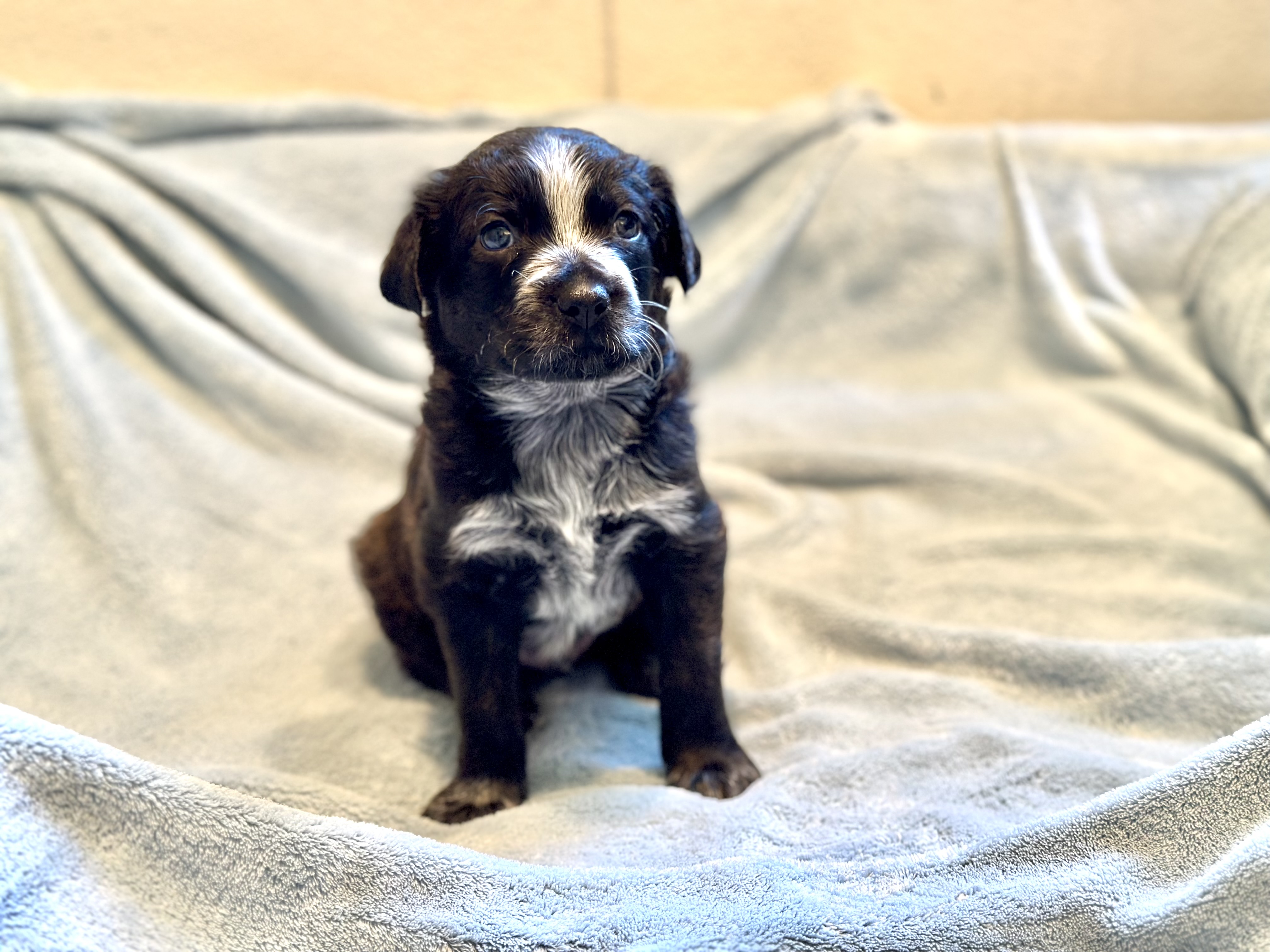 POMDR Adoptable Dogs