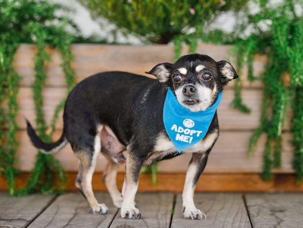 POMDR Adoptable Dogs