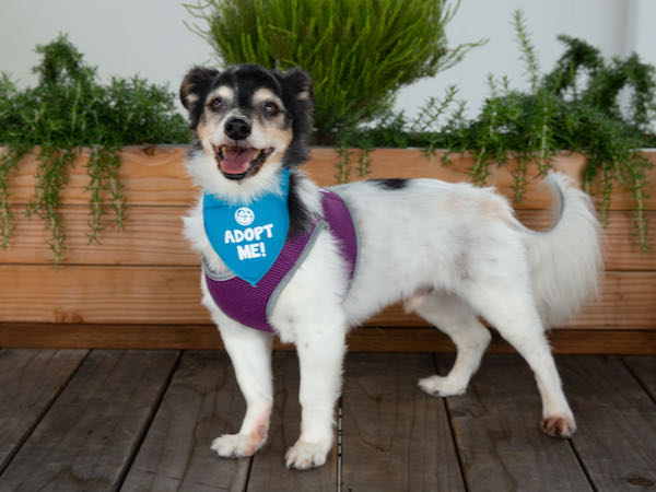 POMDR Adoptable Dogs
