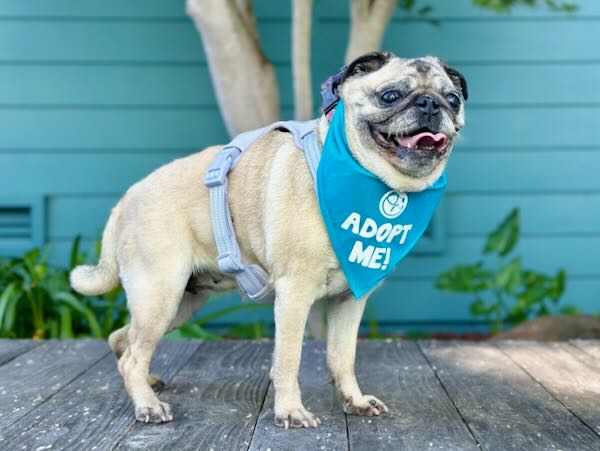 POMDR Adoptable Dogs