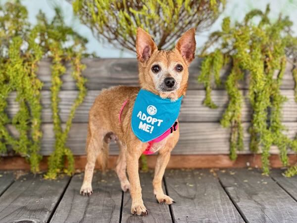 POMDR Adoptable Dogs