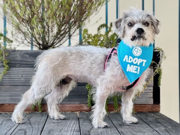 POMDR Adoptable Dogs