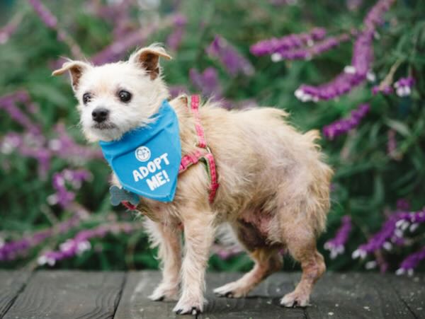 POMDR Adoptable Dogs